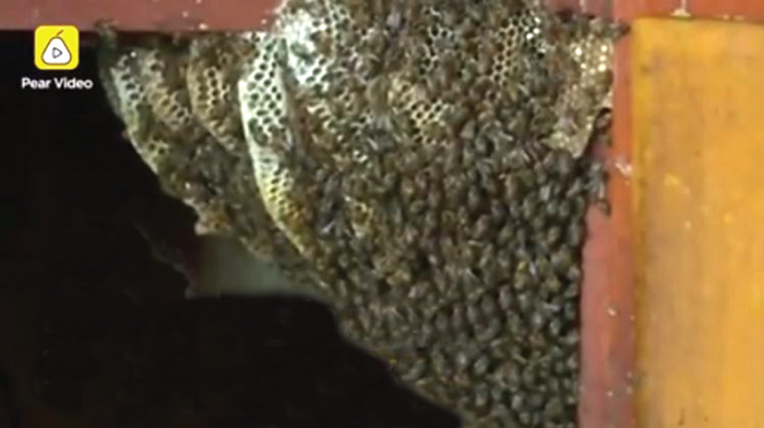 Family lives with an open beehive - Graphic Online