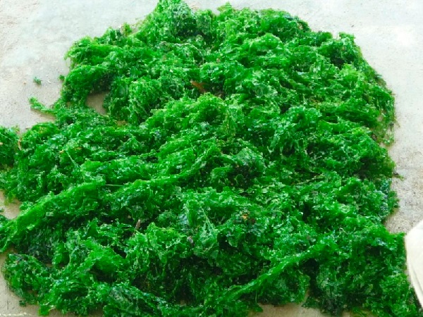 Commercial seaweed cultivation begins - About 500,000 coastal dwellers ...