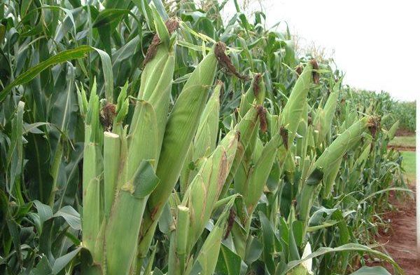 Maize farmers call for standards in grain measurement - Graphic Online