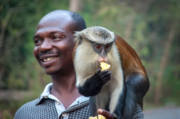 The monkey game at Tafi Atome - Graphic Online