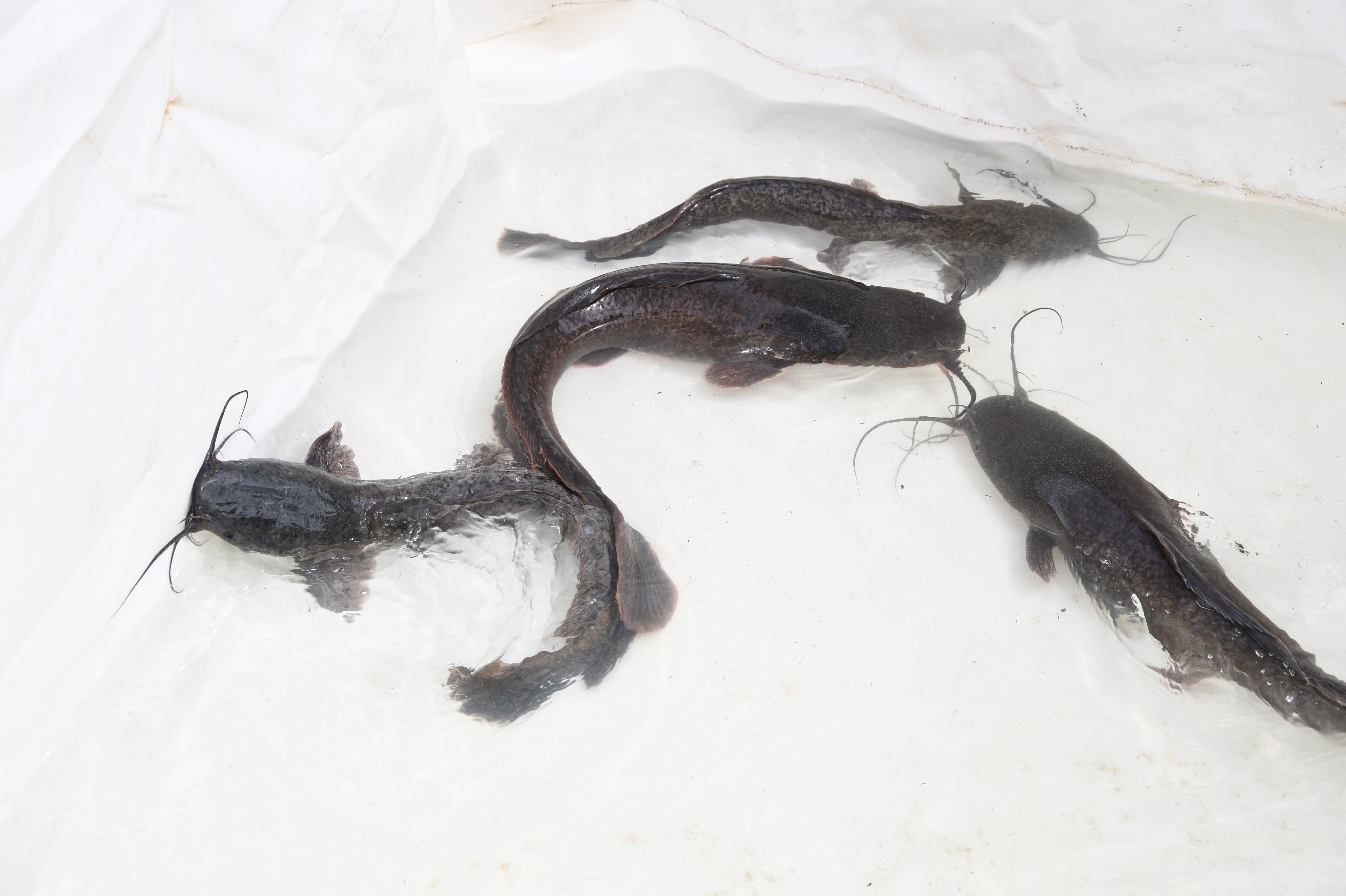 Fish Festival opens in Accra - Graphic Online