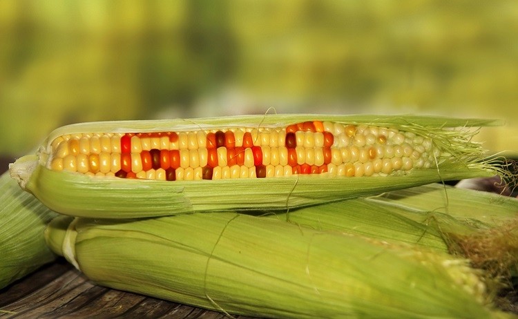 GMO crops will improve farmers' incomes, food security - Expert ...