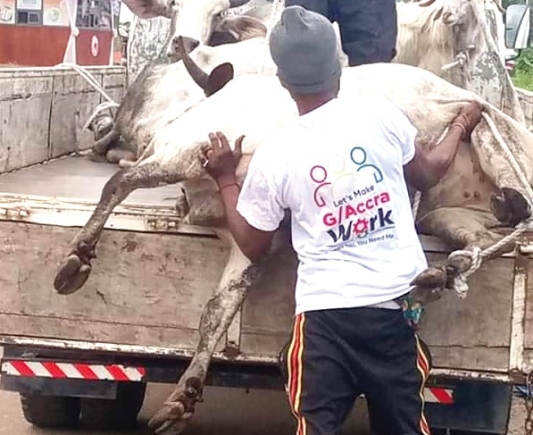 TMA embarks on exercise to confiscate stray animals - Graphic Online