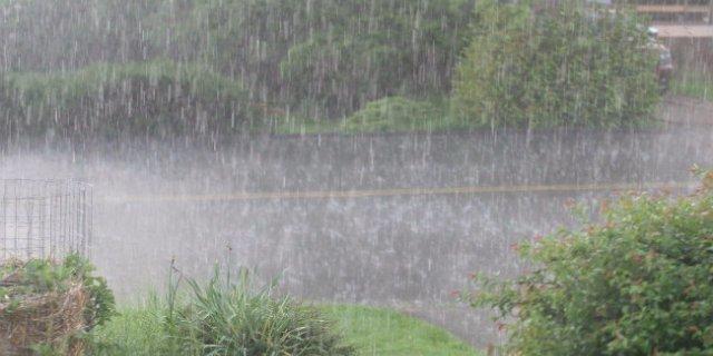 Don’t take shelter under trees in rainstorms — NADMO - Graphic Online