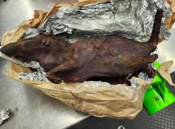 Bushmeat banned: US Customs warns travellers against bringing wild ...