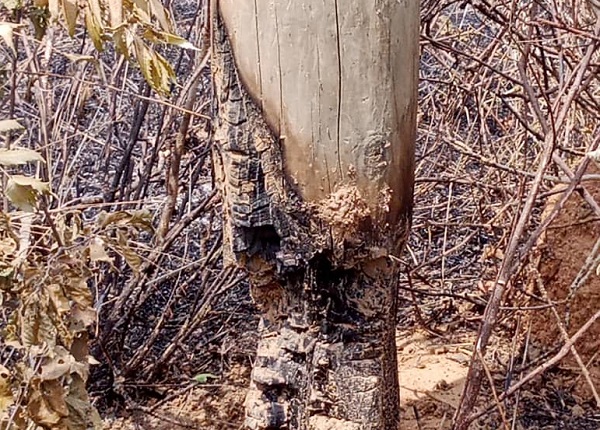 See how bushfires are destroying ECG power poles in Ada (PHOTOS ...