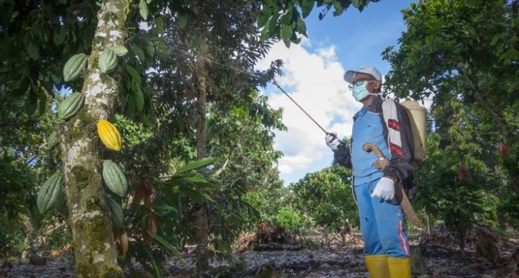 Pergado Ultra: Syngenta’s new product to combat black pod disease ...