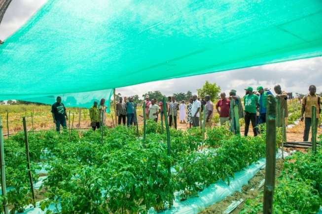 Demeter Ghana, Hazera seeds promote innovation at Kasoa Farmer Field ...