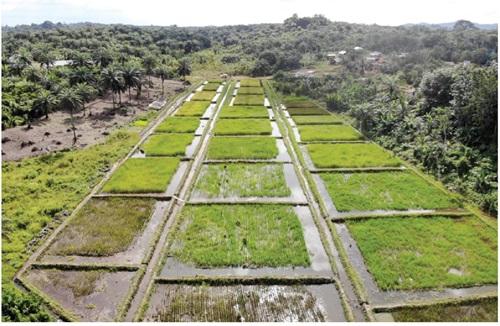 Adherence to good agronomic practice key to increased rice production ...