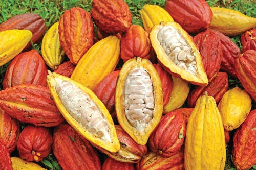 Cocoa at a crossroads: Fix farm-gate before Ecuador passes Ghana ...