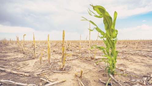 Promoting climate-smart agriculture for food security in Ghana ...