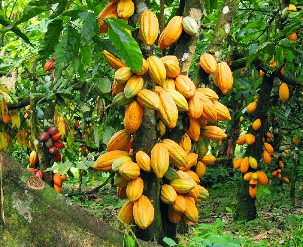 Effective pollination – Key to increasing Ghana's cocoa production ...